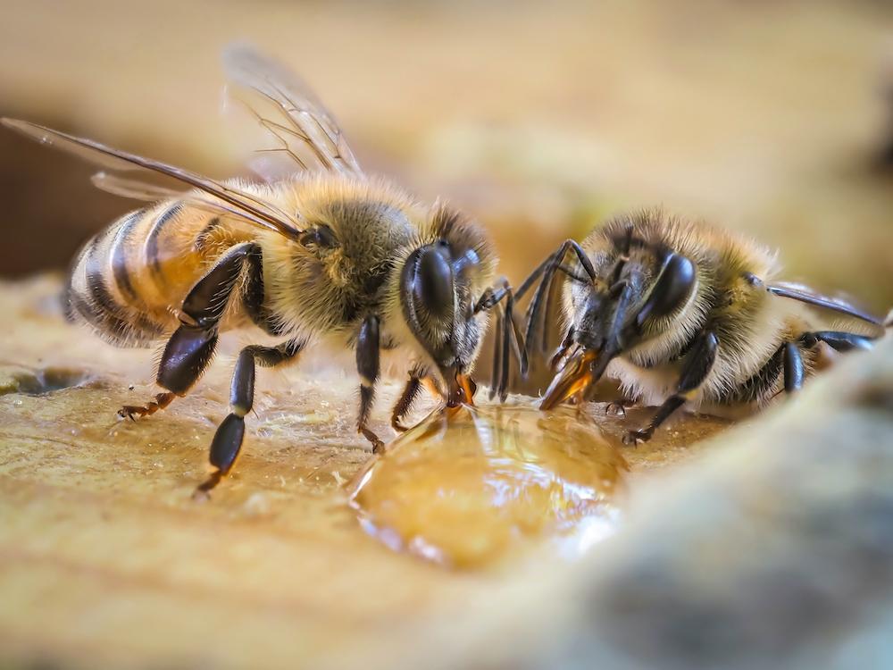 Honey bees are famous, but native bees are powerful pollinators - Eastern Times Register