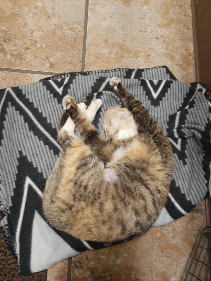 Fighting Crime is Hard Work for Muldrow’s Police Cat - News