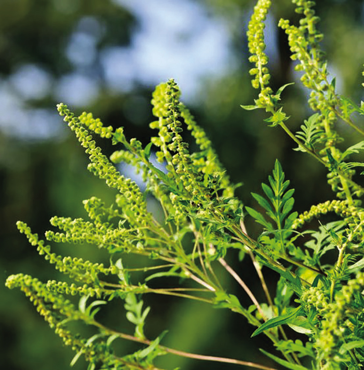 Ragweed season peaks in Oklahoma - Eastern Times Register