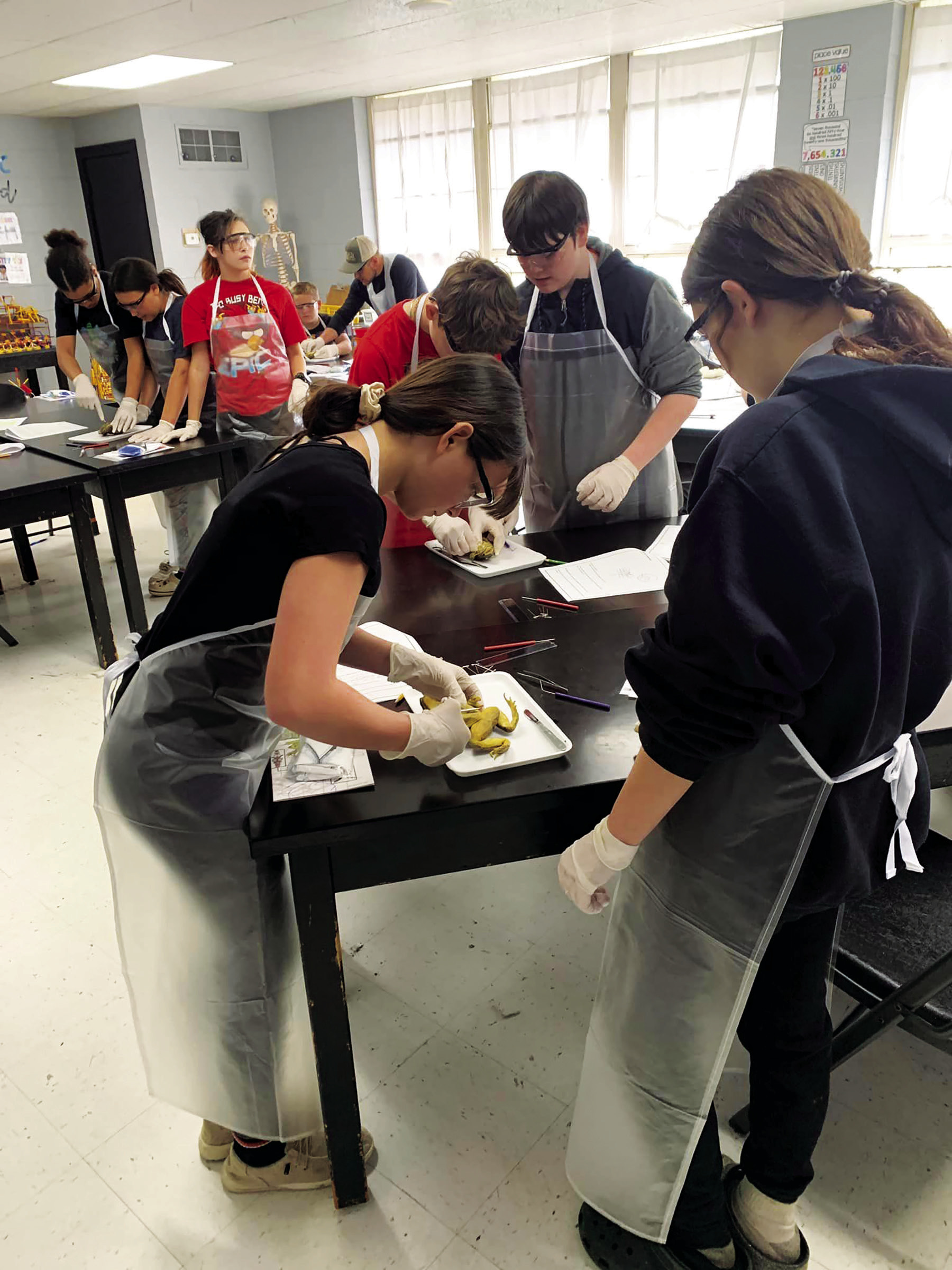 Frog dissection - Eastern Times Register Frog dissection - Eastern Times Register